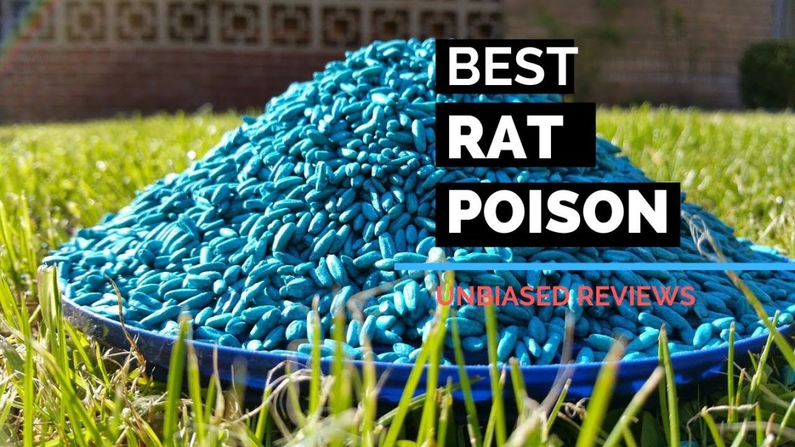 10 Best Rat Poison – Reviews & Buyer’s Guide - House Affection