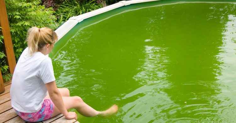 Complete guidance to cleaning a green swimming pool - HouseAffection
